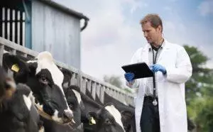 牛の不妊やYalismの原因と検出方法、治療と予防