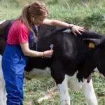 Ką daryti, jei karvė pakilo į skrandį: kaip pradėti namuose 4586_9