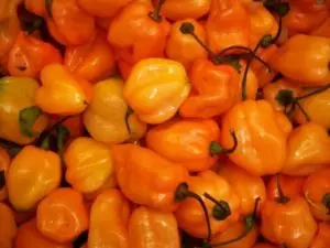 Features and secrets of growing pepper habaro at home