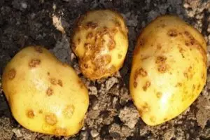 အာလူး၏ Patoes (Rhizocontoniosis) ၏ဖော်ပြချက်နှင့်ကုသမှု, ခေတ်သစ်အစီအမံ