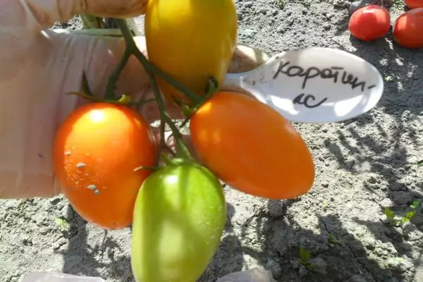 Tomato ug Pagpugas