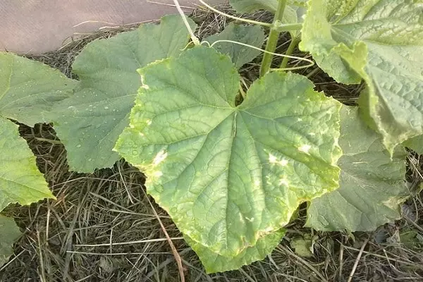 De bladeren van de komkommers vergelen rond de randen: waarom en wat te doen