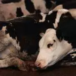 Третман на говеда: болести во ветеринарно и директориум 4604_10
