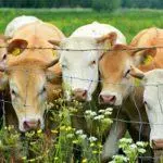 牛治疗：兽医和目录的疾病 4604_14
