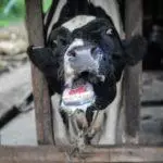牛治疗：兽医和目录的疾病 4604_4