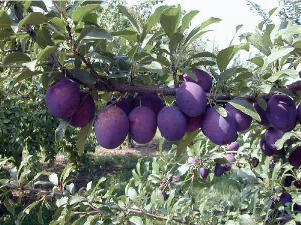 Cabang saka wit plum