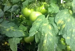 Kovos su pomidorų klape metodai kyla (ryški vieta) ir tvarios veislės