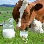 A tehén tejet ad: Milyen korban kezdődik és hogyan alakul ki, amire szüksége van 4611_3