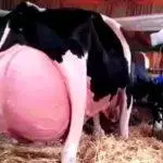 A tehén tejet ad: Milyen korban kezdődik és hogyan alakul ki, amire szüksége van 4611_4