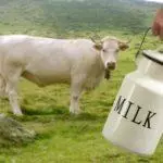 Ku gir melk: i hvilken alder begynner og hvordan den dannes som du trenger 4611_7