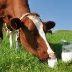 A tehén tejet ad: Milyen korban kezdődik és hogyan alakul ki, amire szüksége van 4611_8