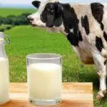 A tehén tejet ad: Milyen korban kezdődik és hogyan alakul ki, amire szüksége van 4611_9
