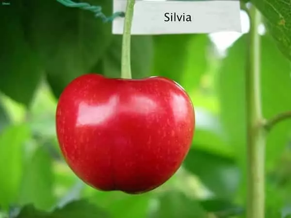 Silvia cseresznye