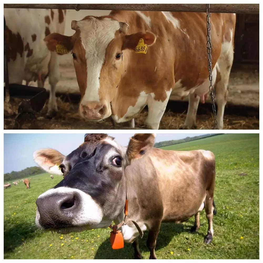Eri lehmät