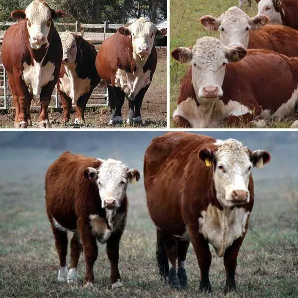 სხვადასხვა ძროხა