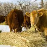 גידול בקר: דרישות וציוד לתוכן 4616_13