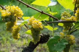 ग्रीनहाऊस आणि ओपन माती, लँडिंग आणि केअर मध्ये लीनग्राड प्रदेशात द्राक्षे कसे वाढवायचे