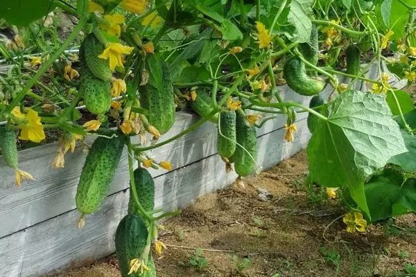 Ukukhula kwe-cucumbers