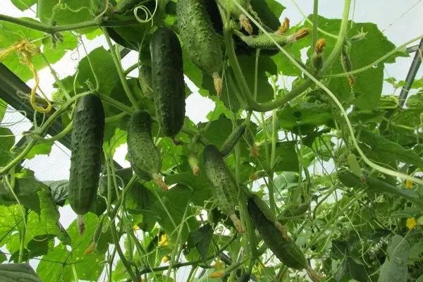 Cucumbers काळजी आणि वाढत