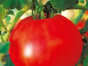Merkmale und Beschreibung der Vielfalt der Tomatenolya, deren Ertrag