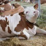 Po gimdymo parezė karvėje: simptomai ir gydymas, ką daryti prevencijai 4627_2
