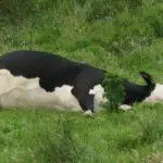 Postpartum parese i ko: symptomer og behandling, hvad skal man gøre for forebyggelse 4627_3