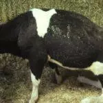Післяпологовий парез у корови: симптоми і лікування, що робити для профілактики 4627_4