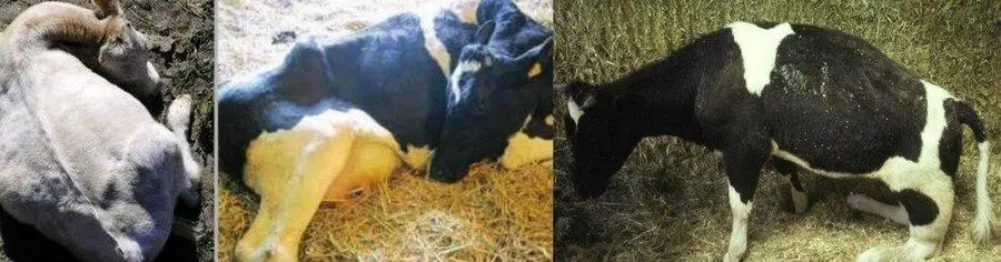 Po porodu v kravi