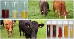 Miks vasikas läheb uriini punaseks ja ta pissab verd, mida teha