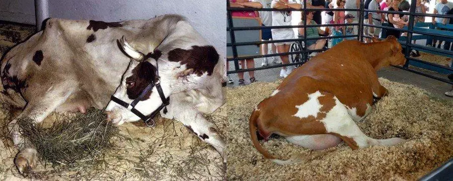 Postpartum pares i en ko