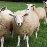 羊のシープリーフ症：芳香摘出、治療と予防の原因と症状 462_1