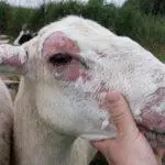 Pecoreozitosi di pecore: cause e sintomi della privazione della tigna, trattamento e prevenzione 462_2