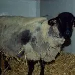 Sheepoofitose van skape: Oorsake en simptome van ringwurm ontbering, behandeling en voorkoming 462_3