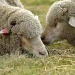 Овцете от овце: причини и симптоми на лишаване от време, лечение и превенция 462_6