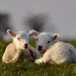 Sheepoofitosis ของแกะ: สาเหตุและอาการของการกีดกันกลากการรักษาและการป้องกัน 462_7