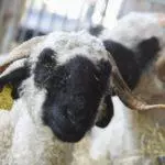 Овцете от овце: причини и симптоми на лишаване от време, лечение и превенция 462_8