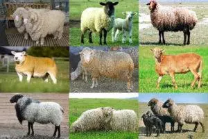 Имиња и карактеристики на најдобрите и големи месо раси на овци, одгледување