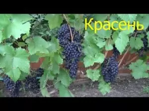 Descripción y características de las variedades de uva de rojo, la historia de la cría y las peculiaridades.