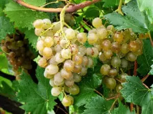 Cuanto mejor se adapten a las uvas después de las lluvias prolongadas en julio durante el período de maduración.