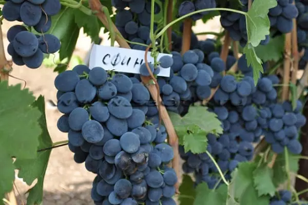 Виноградска сорта