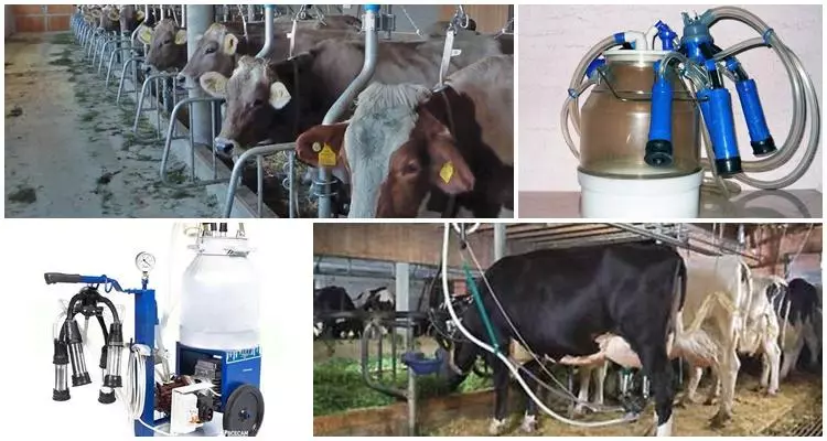 Leikkaus lehmät