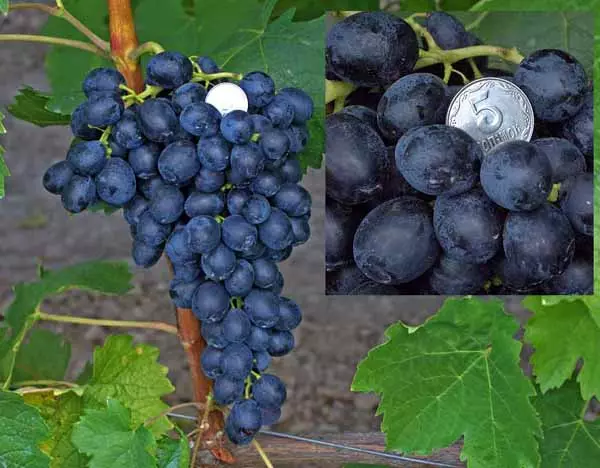 Grapes Attica