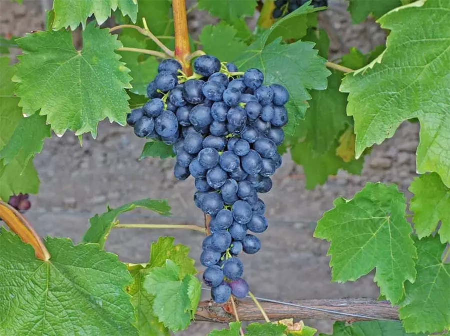 Grapes Attica