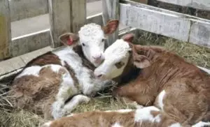 Ursaache vun der Raubel Tpsis bei Calf, Behandlung a Préventioun vun Entzündung