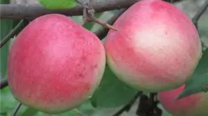 Opis i karakteristike raznih drveća jabuka Stroevskoe, uzgoj i njegu