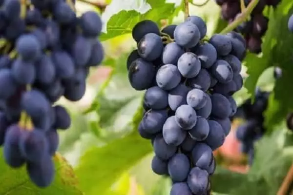 বড় berries.