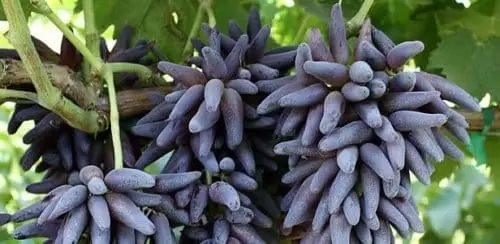 Виноград Відьмові пальці: опис і характеристики сорту, вирощування і догляд