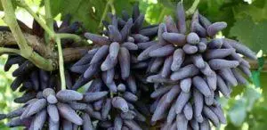 A szőlő szőlője Kishmish fekete ujj, leszállás és termesztés