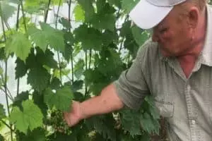 Leszállás, gondozás és növekvő szőlő Udmurtiában, a régió legjobb fajtáinak leírása