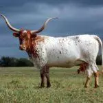 Cow Clicks: Kif nista 'nċempel tifel u tifla, lista ta' pulmuni u ismijiet sbieħ 4669_11